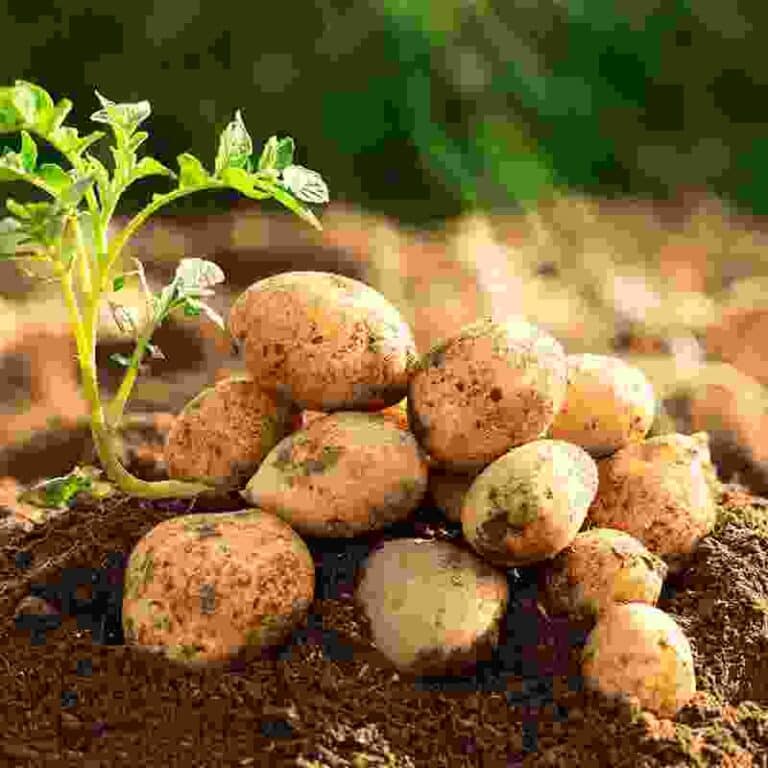 About Us - Back to Basics Natural Foods - Natural Grocer RI